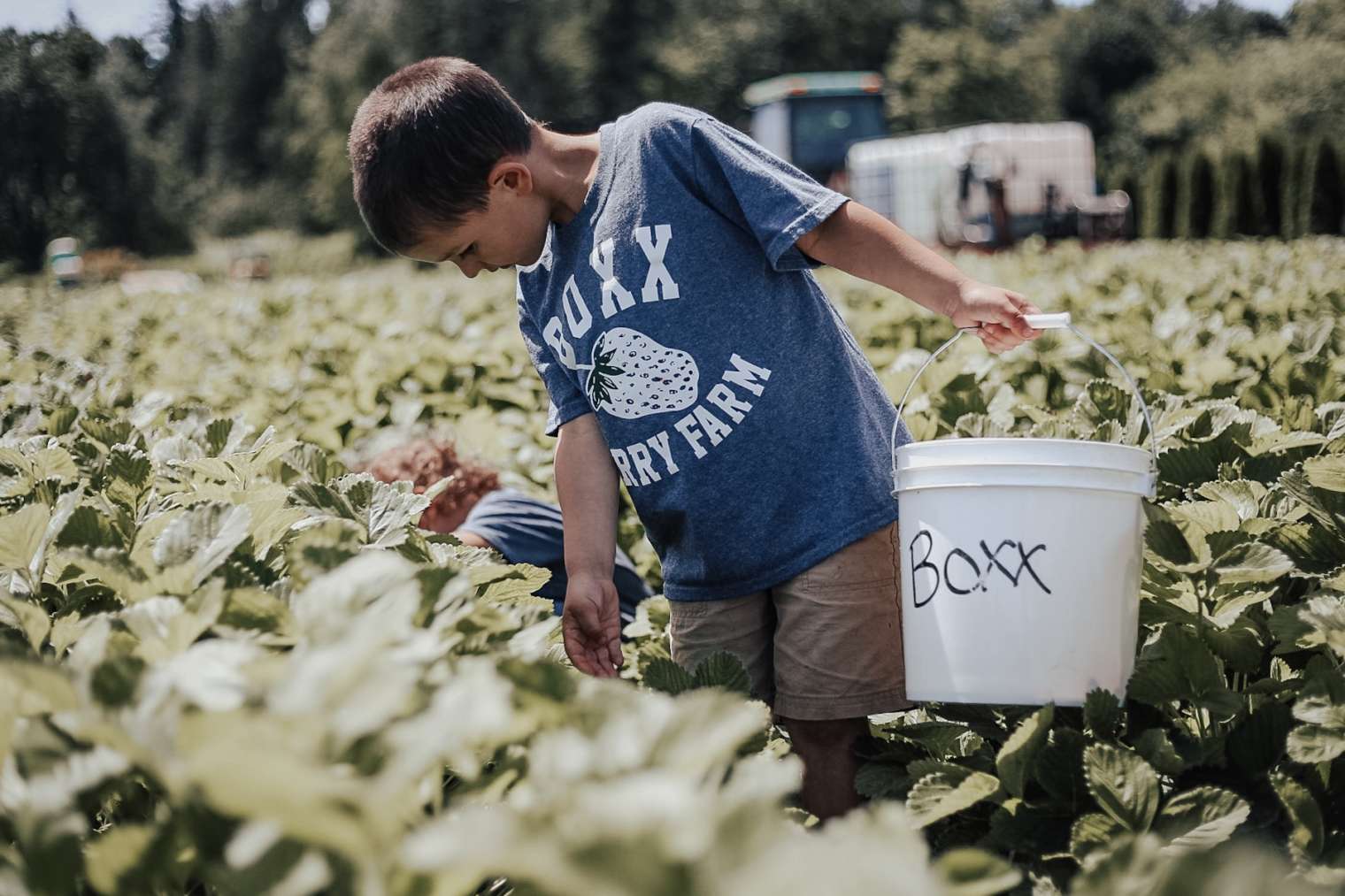 Home - Boxx Berry Farm