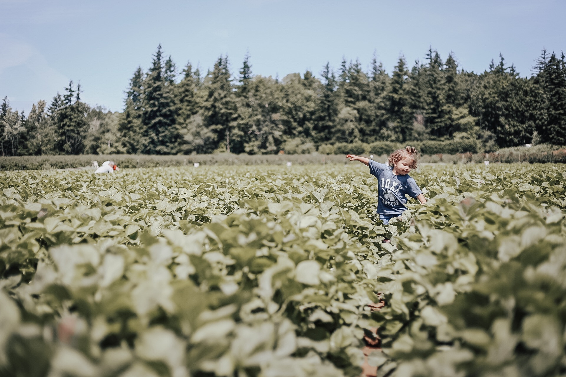 Photos - Boxx Berry Farm