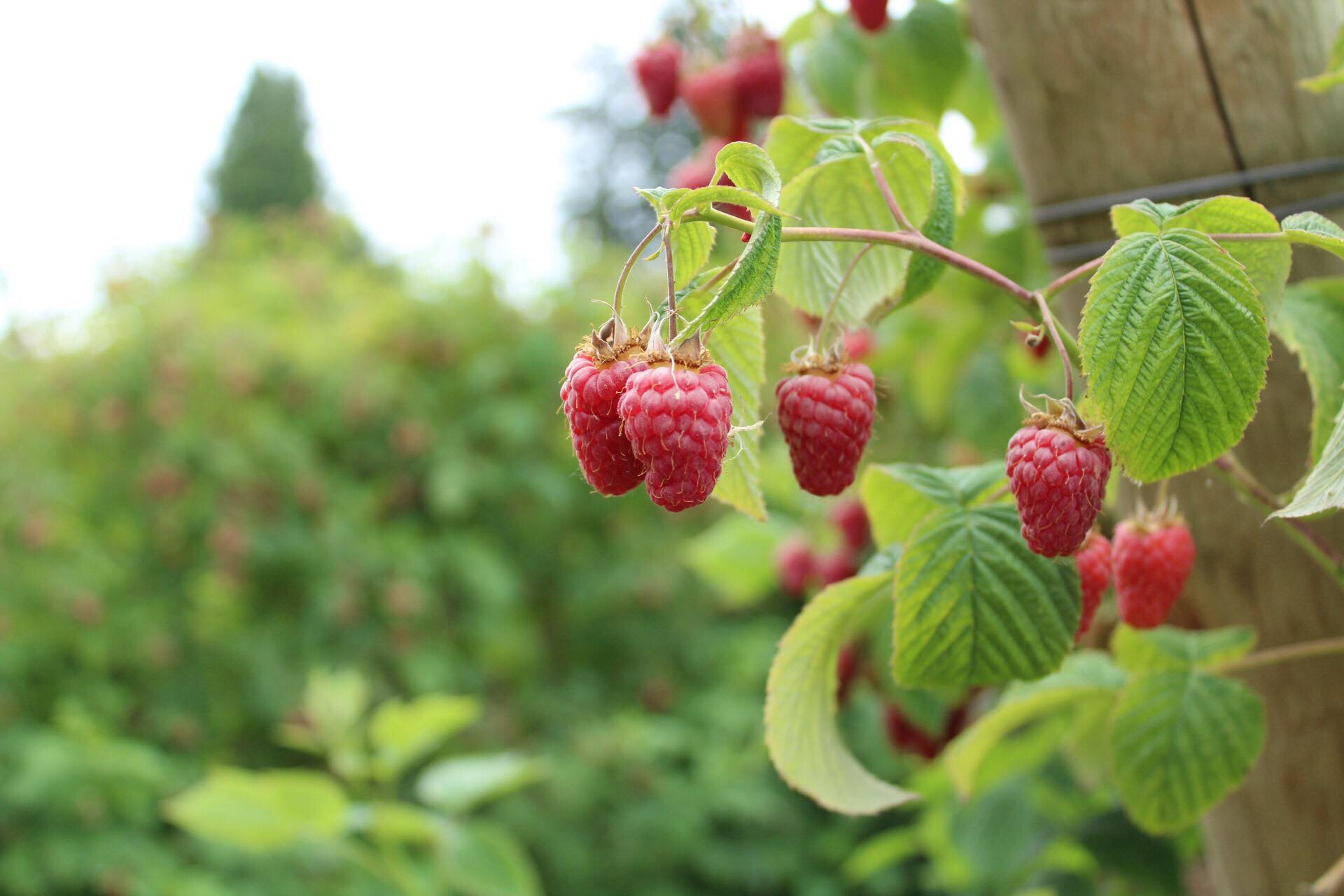 Home - Boxx Berry Farm