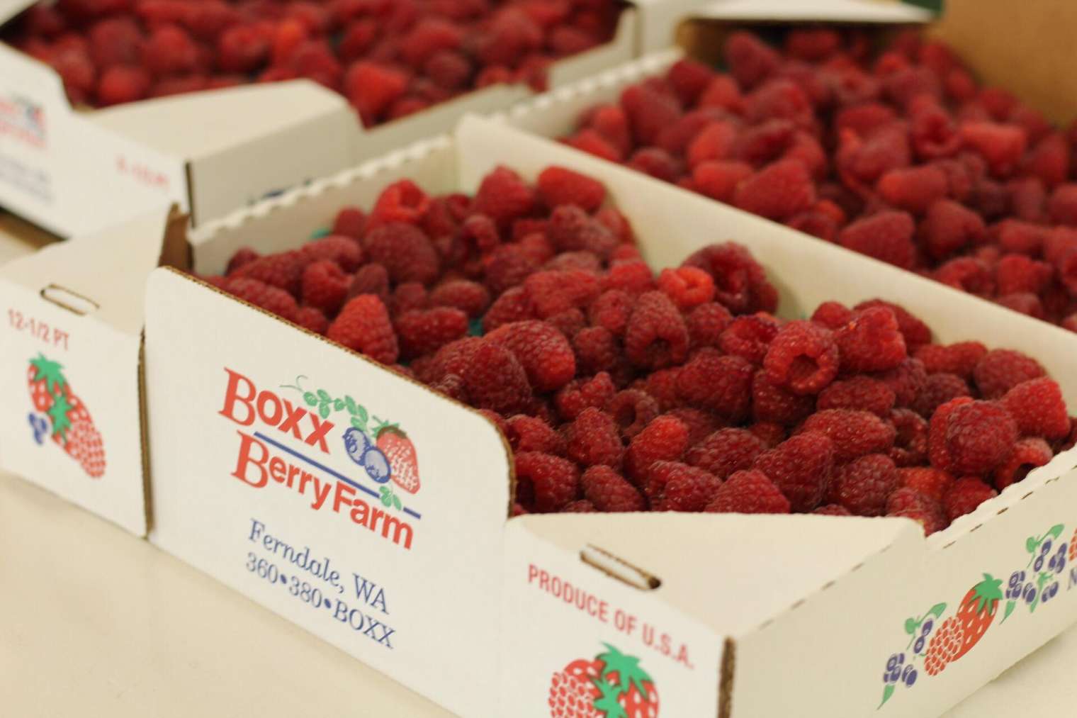 Home - Boxx Berry Farm