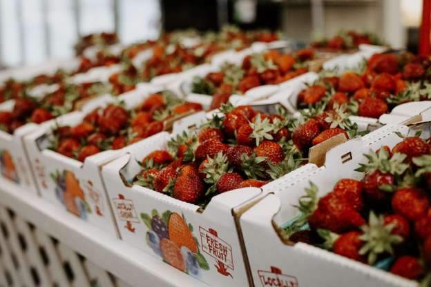 Home - Boxx Berry Farm