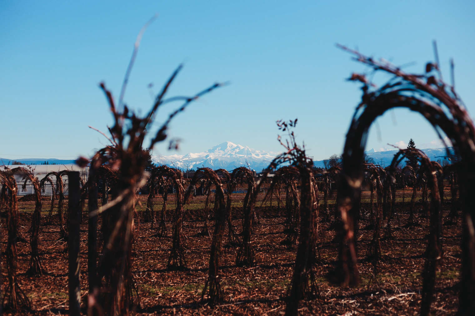 Home - Boxx Berry Farm