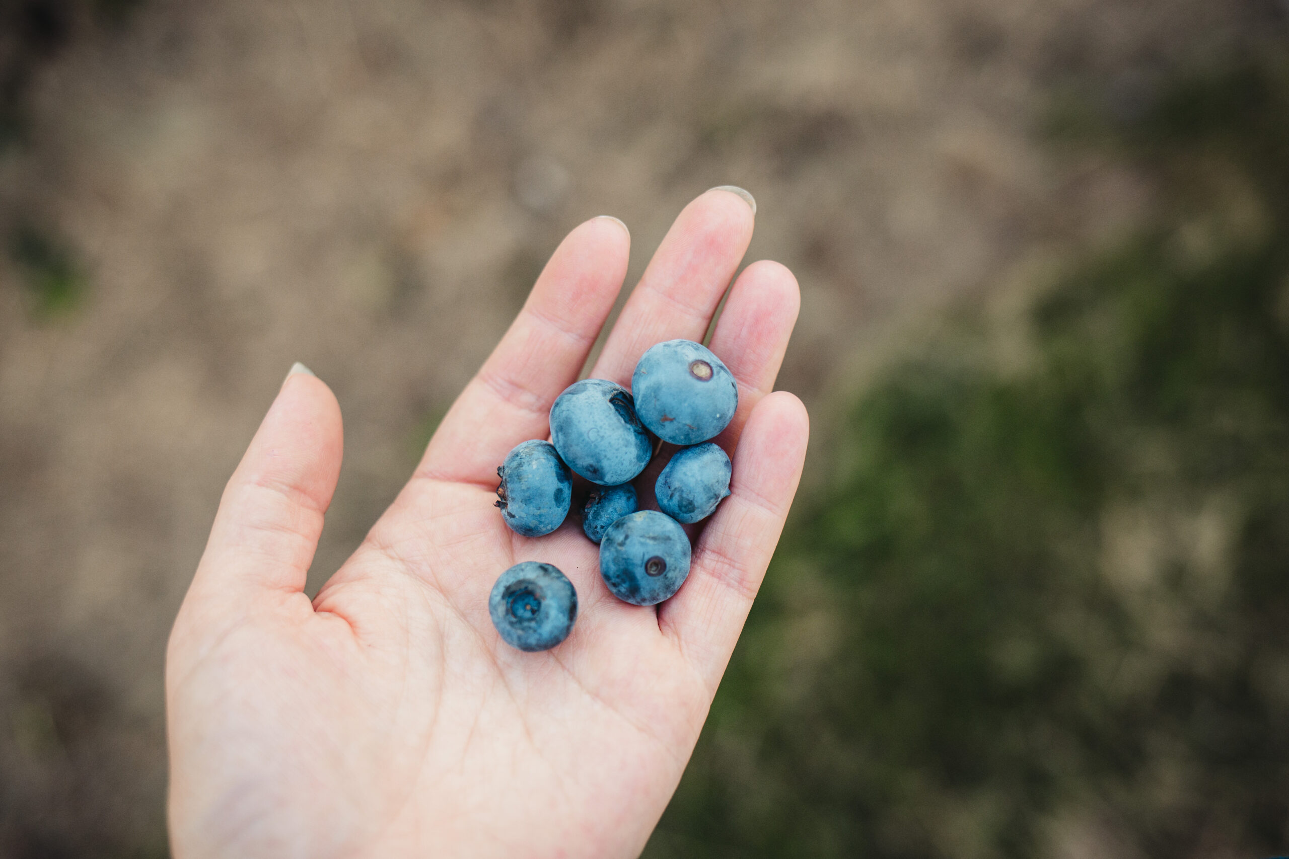 Blueberry Upick Open - Boxx Berry Farm