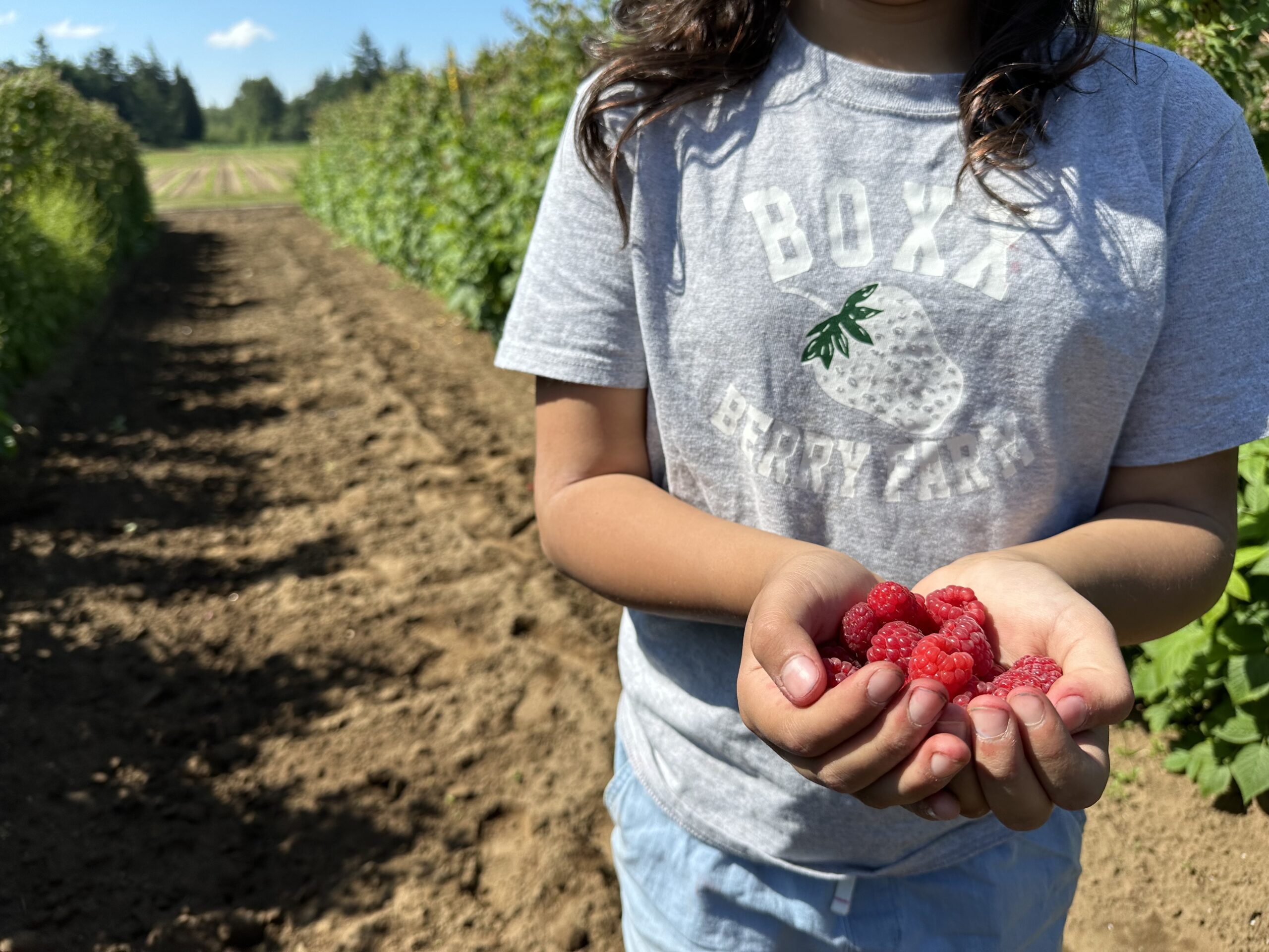 Fresh Raspberries - Boxx Berry Farm