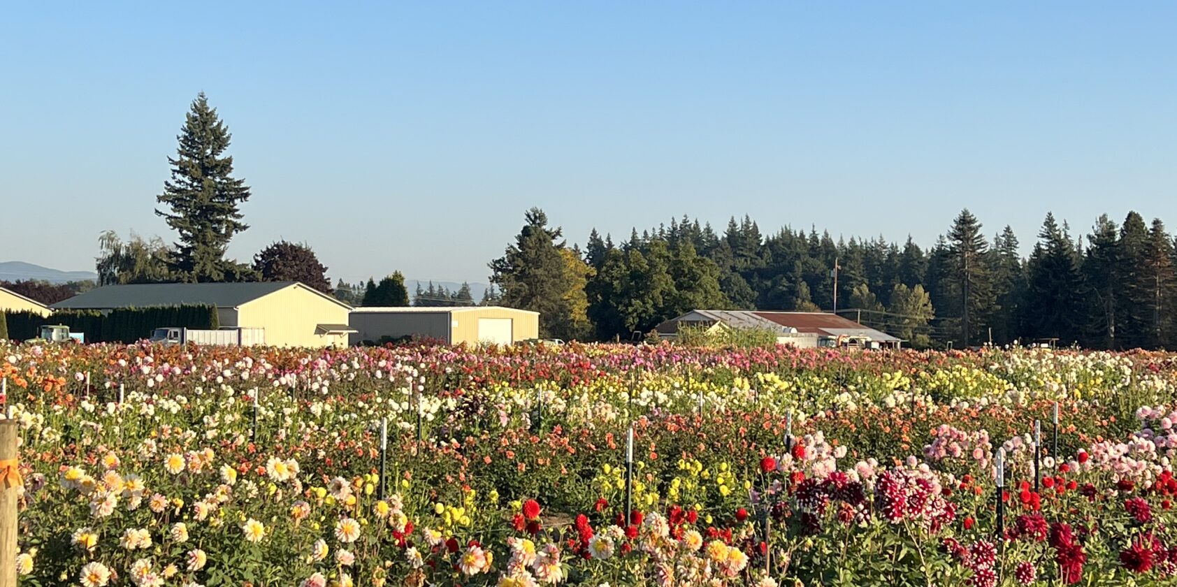 News - Boxx Berry Farm