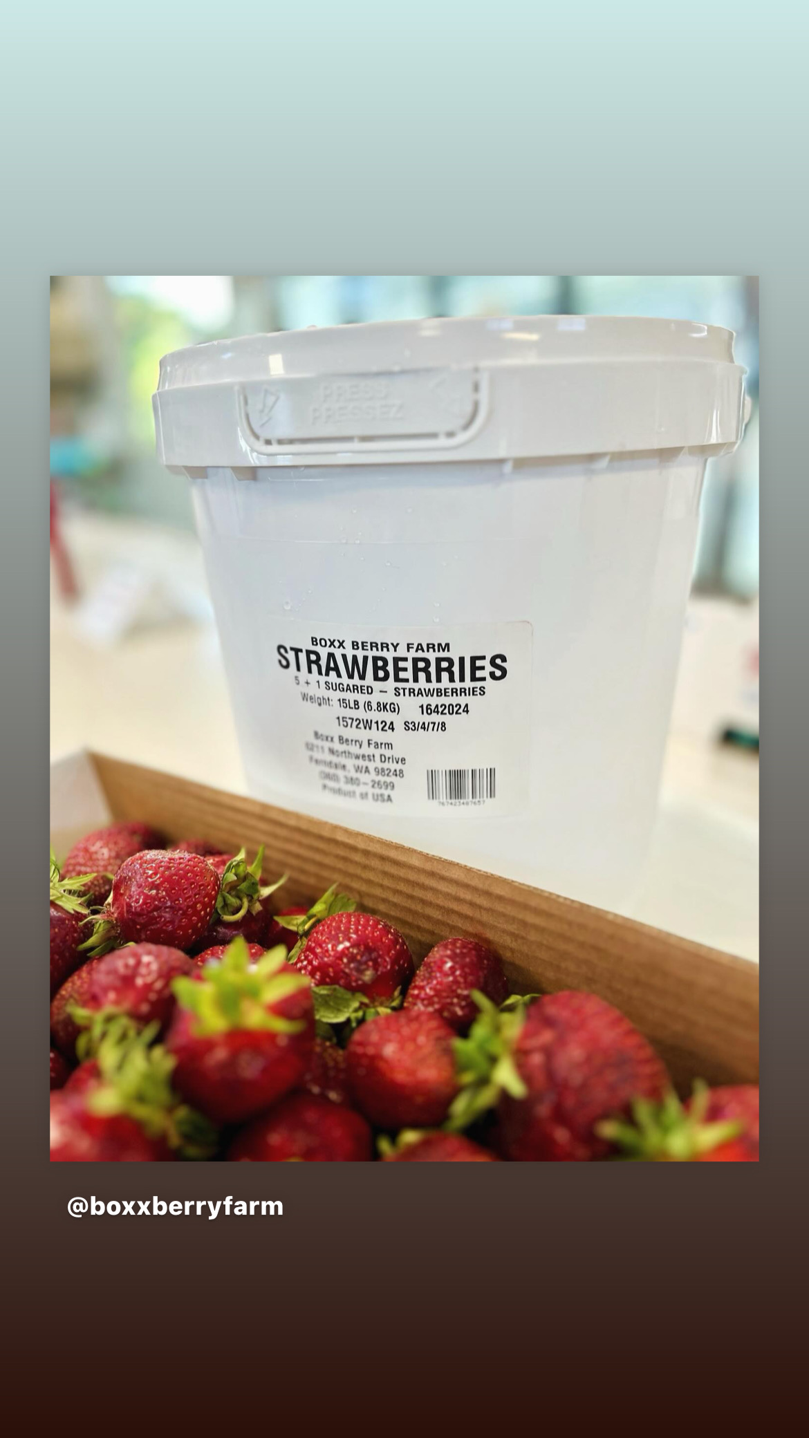 Strawberry Pails - Boxx Berry Farm