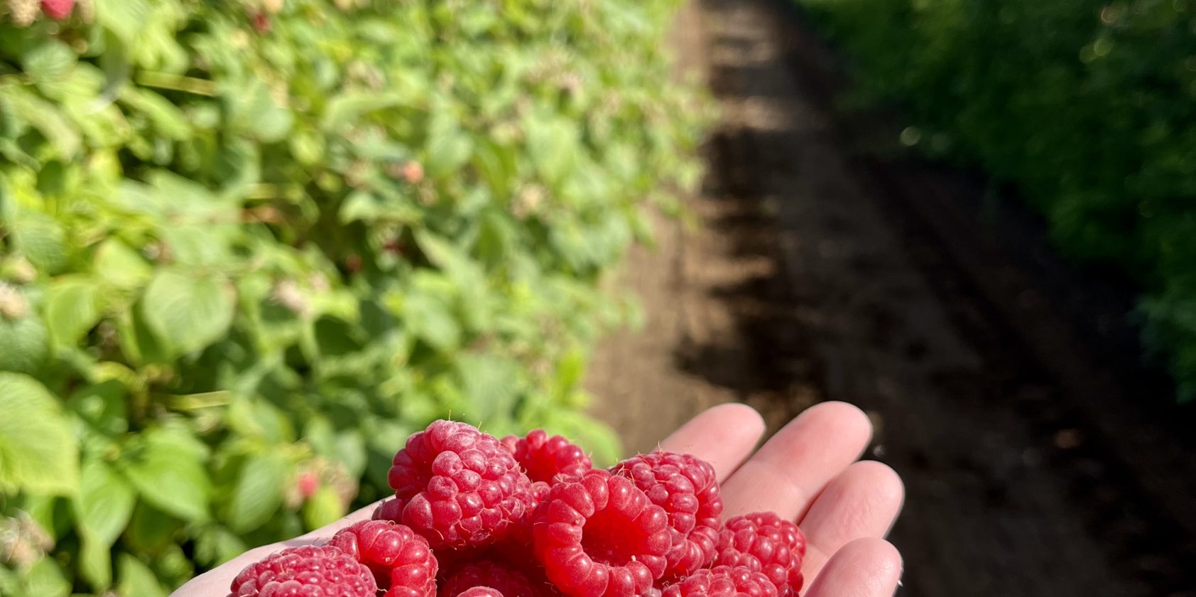 News - Boxx Berry Farm